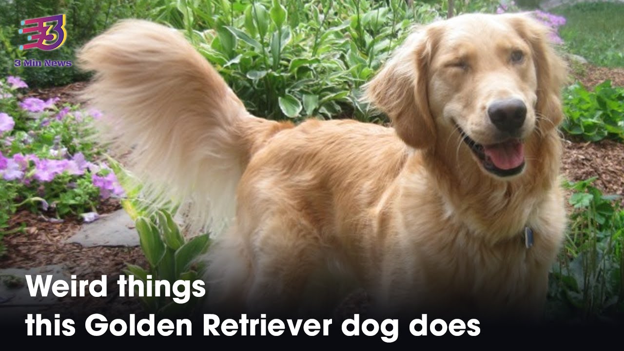 Weird things this Golden Retriever dog does will cheer you up | 3 Min ...