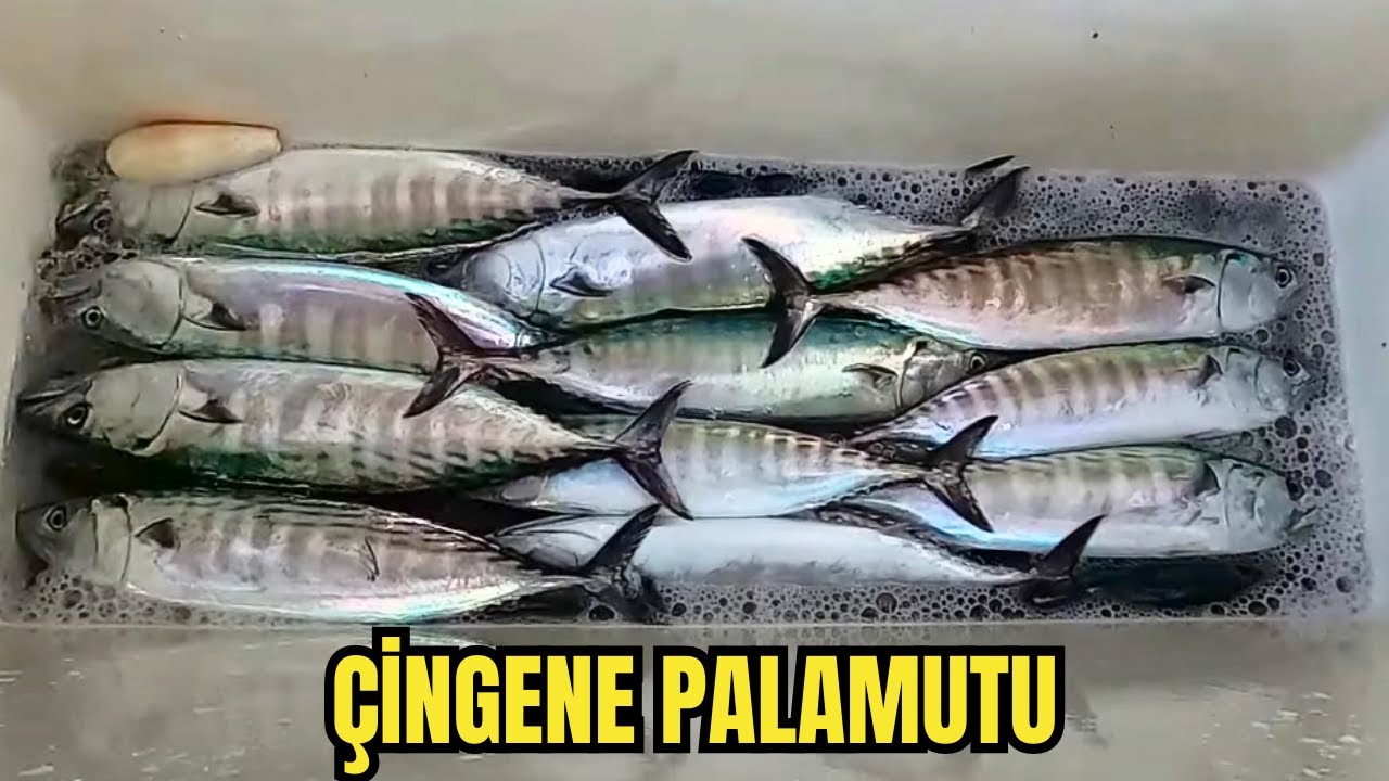 Palamut Avı - Balık Avı - Bonito Fishing - YouTube