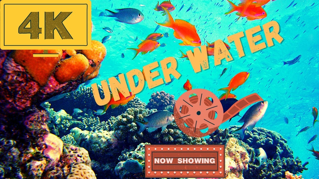 UNDER WATER 4K HD -"Exploring the Depths: A Submerged Adventure" - YouTube