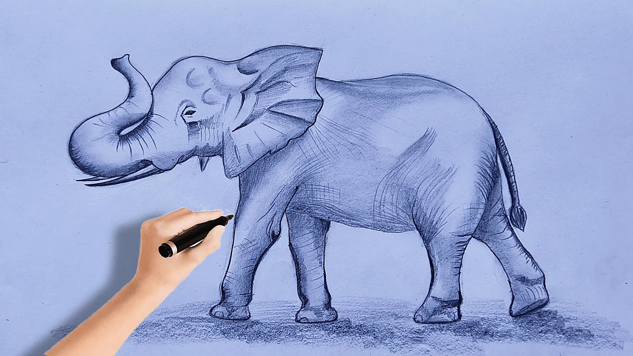How to draw a Elephant in simple method for beginners | Step by step ...