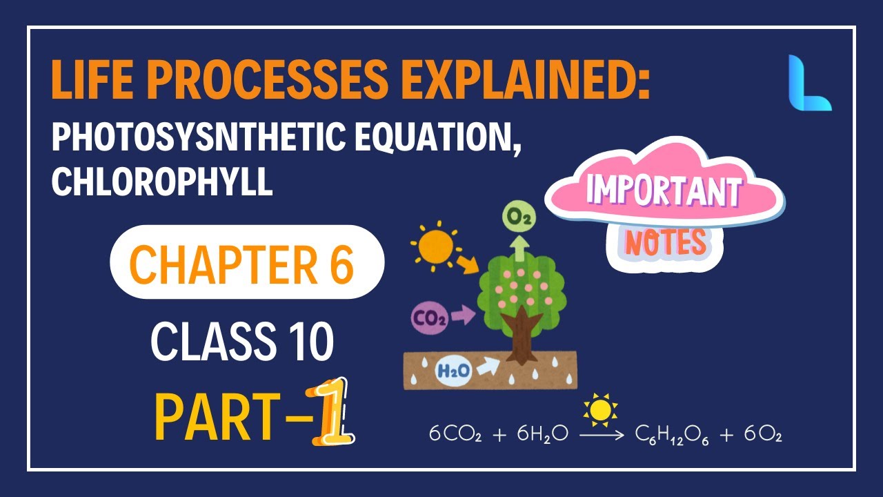 Life processes - Photosysnthetic Equation, Chlorophyll - Chapter 6 ...