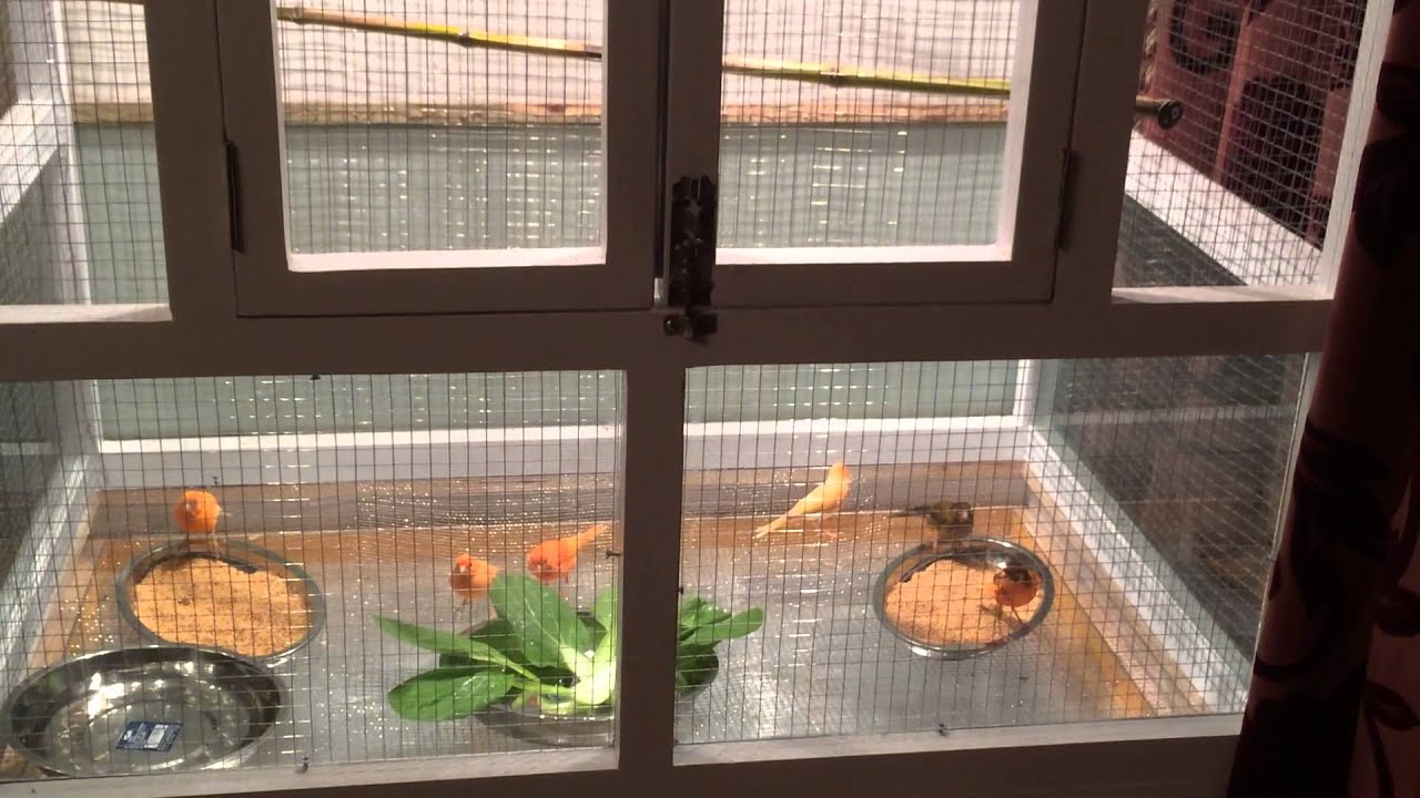 Canary Aviary custom made - YouTube