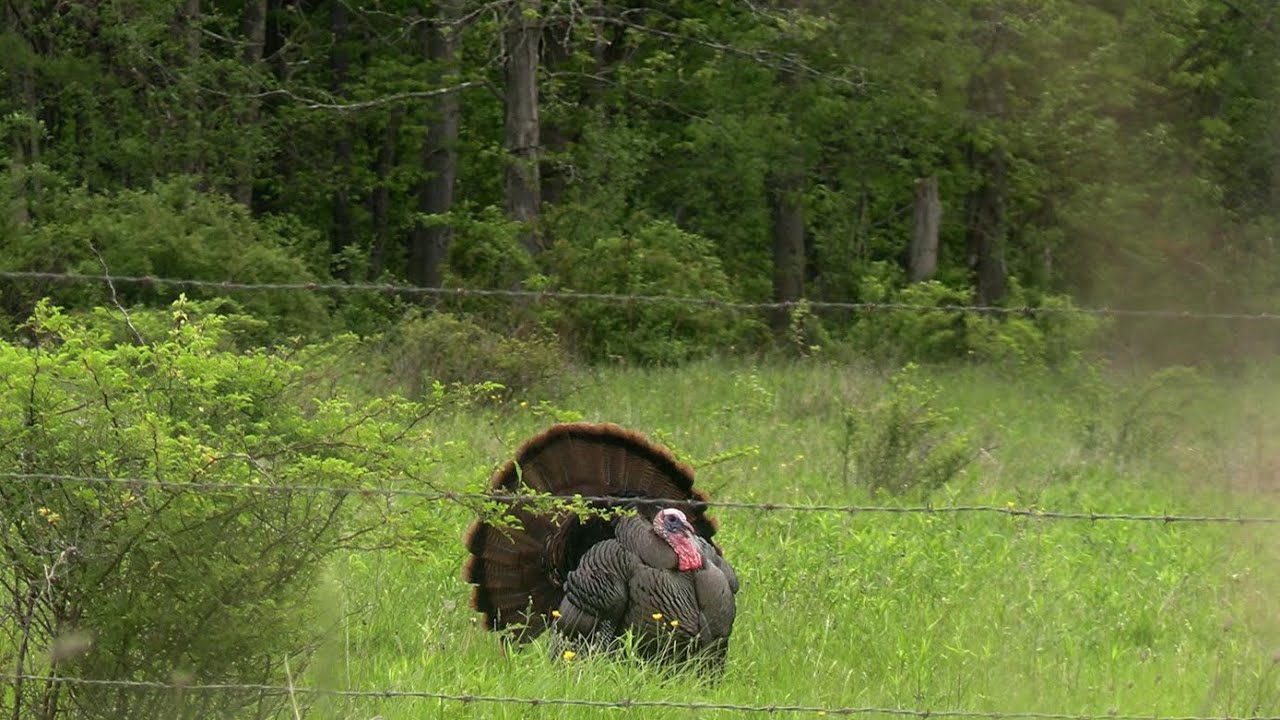 SCOOT and SHOOT TURKEY HUNTING - YouTube