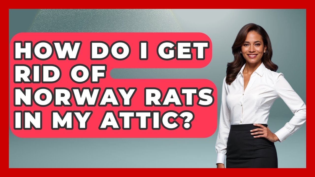 How Do I Get Rid Of Norway Rats In My Attic? - Insects and Invaders ...