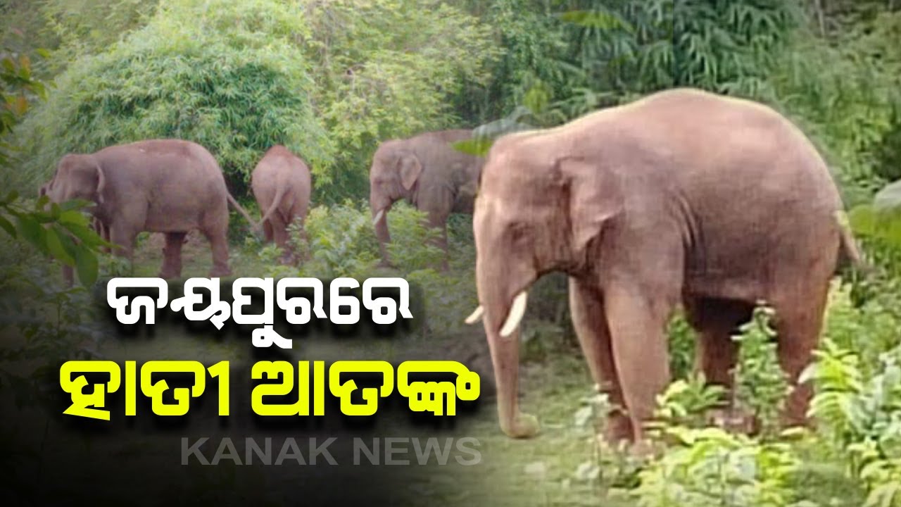 Herd Of Elephants Destroy Crops, Houses In Koraput - YouTube