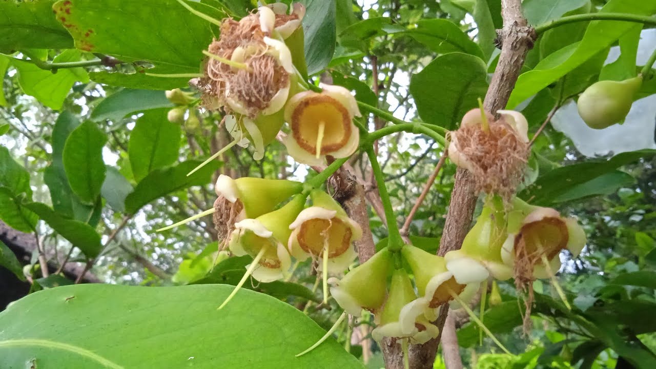 Cara agar bunga jambu air tidak rontok - YouTube