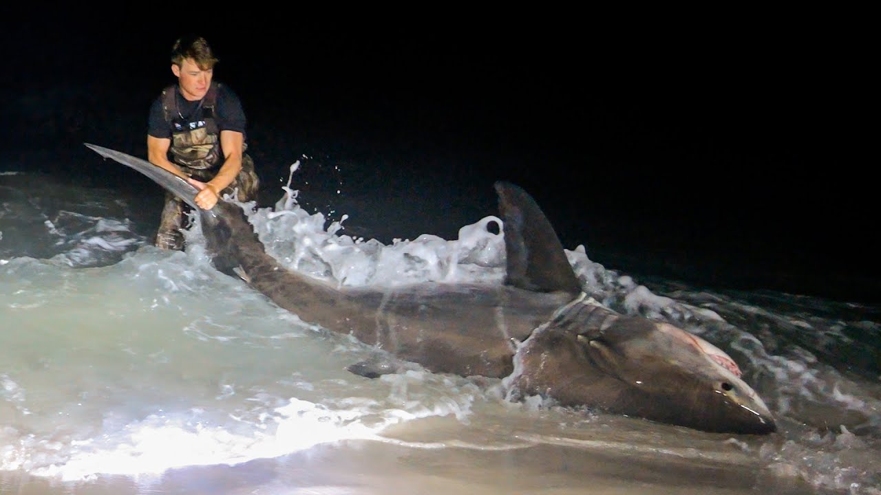 Great White Shark CAUGHT from Pensacola Beach, Florida! - YouTube