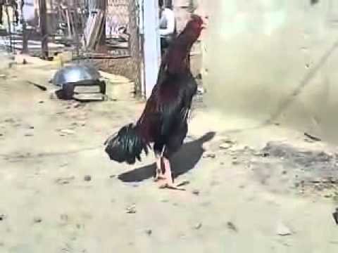 Heyrati Xoruz   Patel