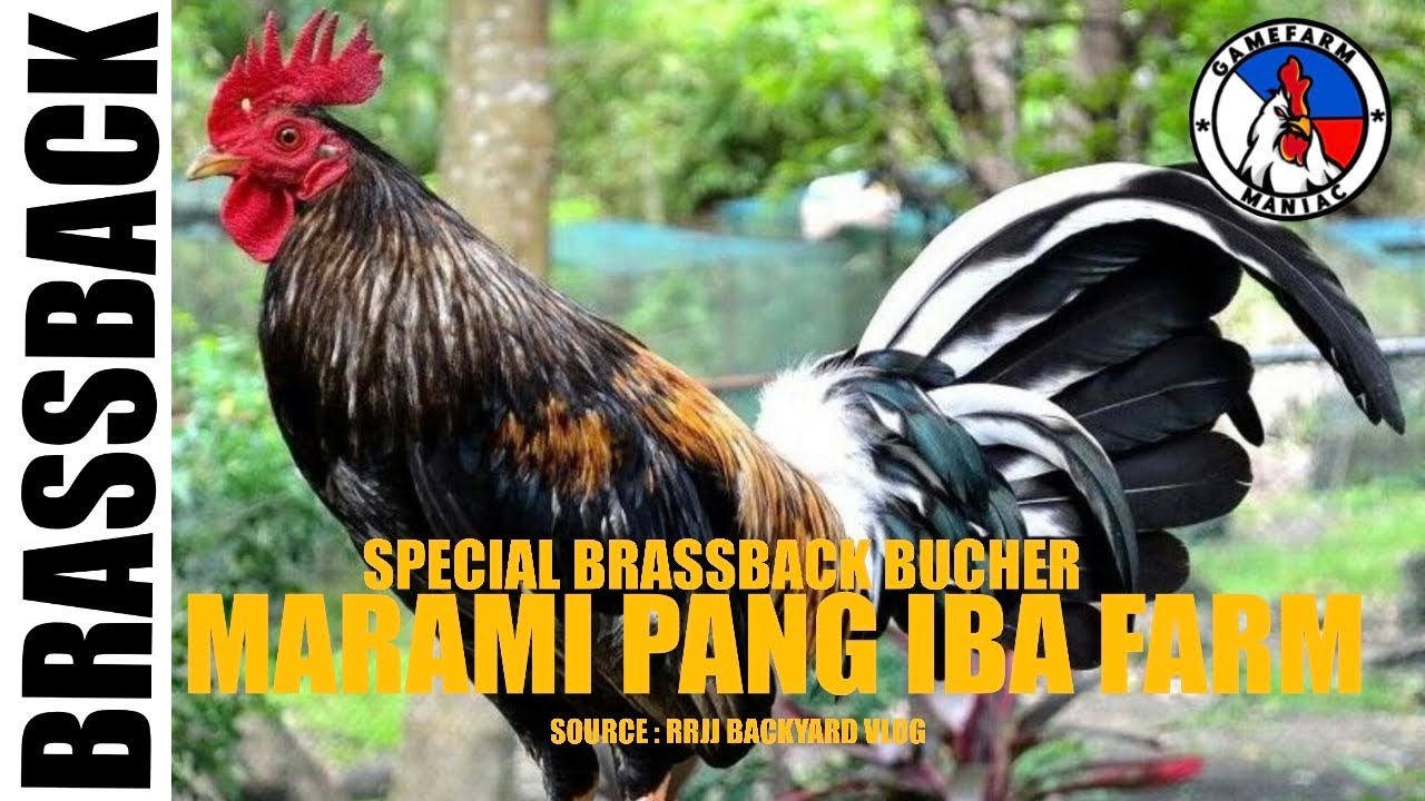 SPECIAL BRASSBACK BUTCHER | Marami Pang Iba Farm - YouTube