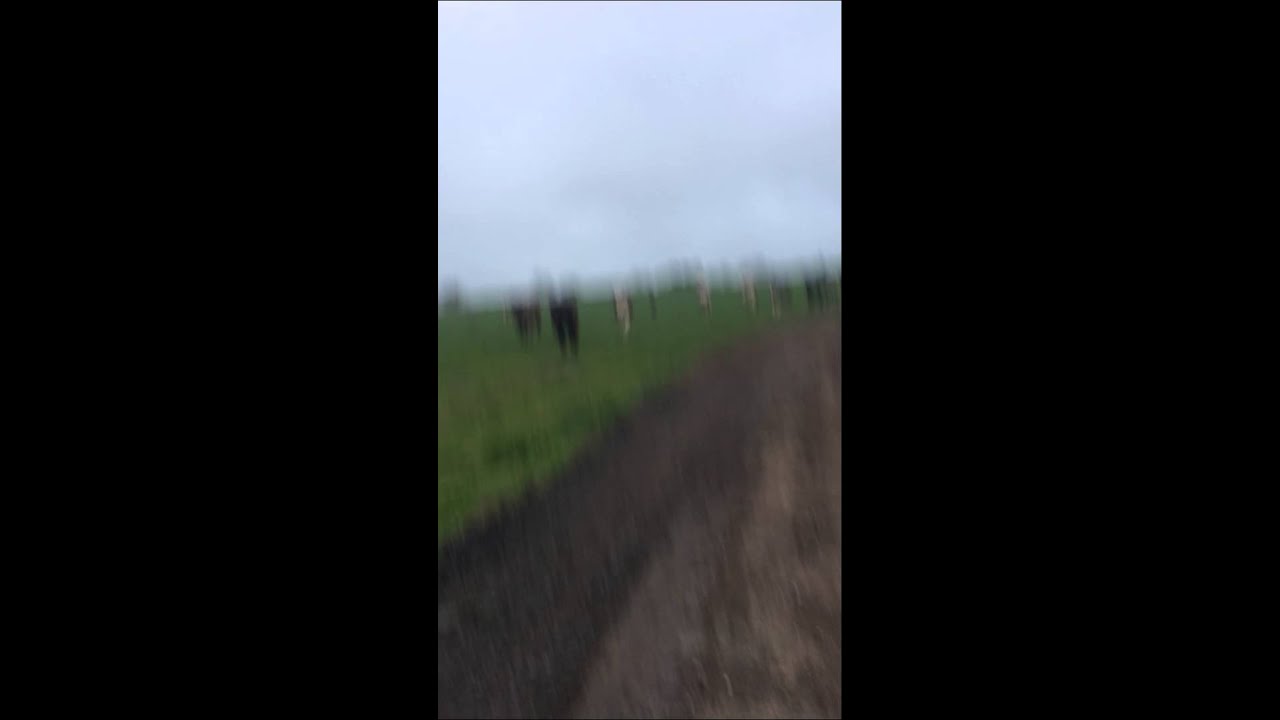 Runner being chased by cows! Funny - YouTube