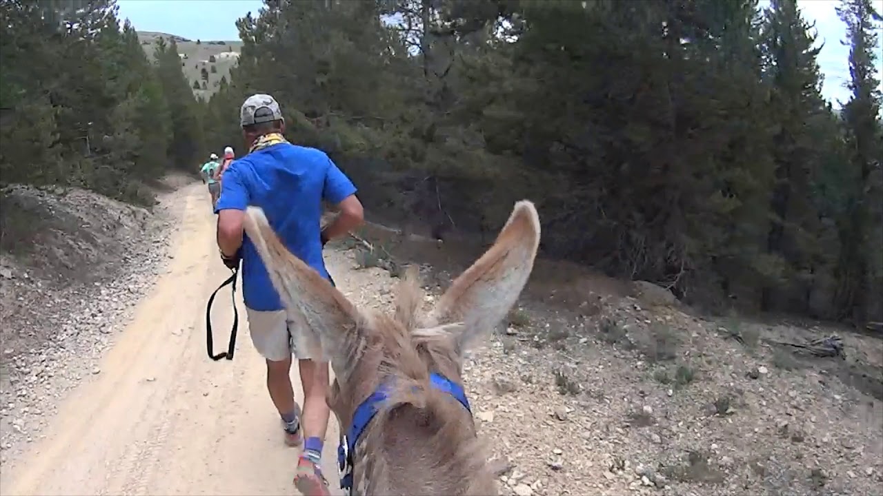 My 2019 Leadville, Colorado Pack Burro Race - YouTube
