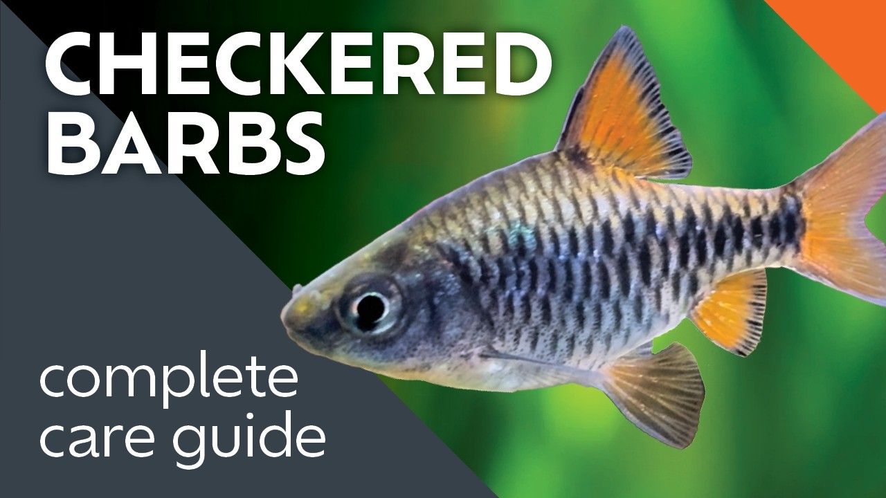 Checkered Barb: What I Learned - YouTube