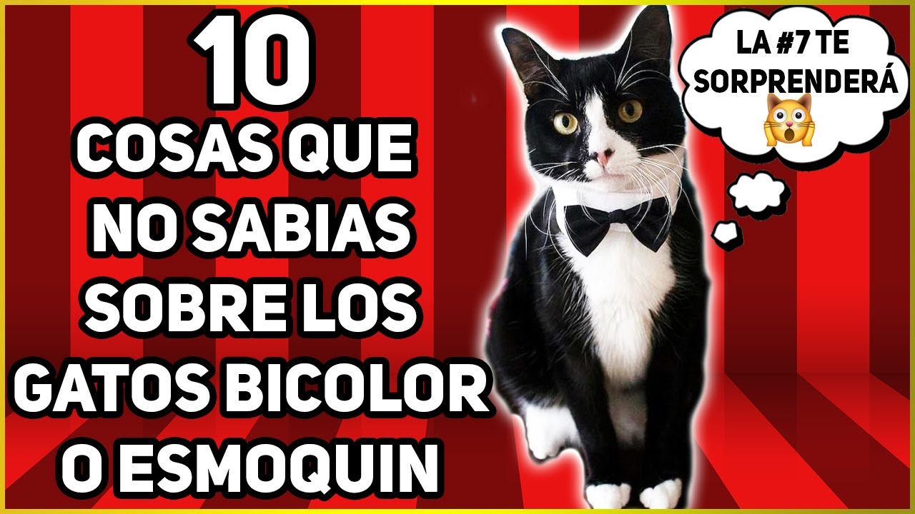 Todo Sobre Los Gatos Tuxedo, Smoking o Bicolor - SiamCatChannel - YouTube