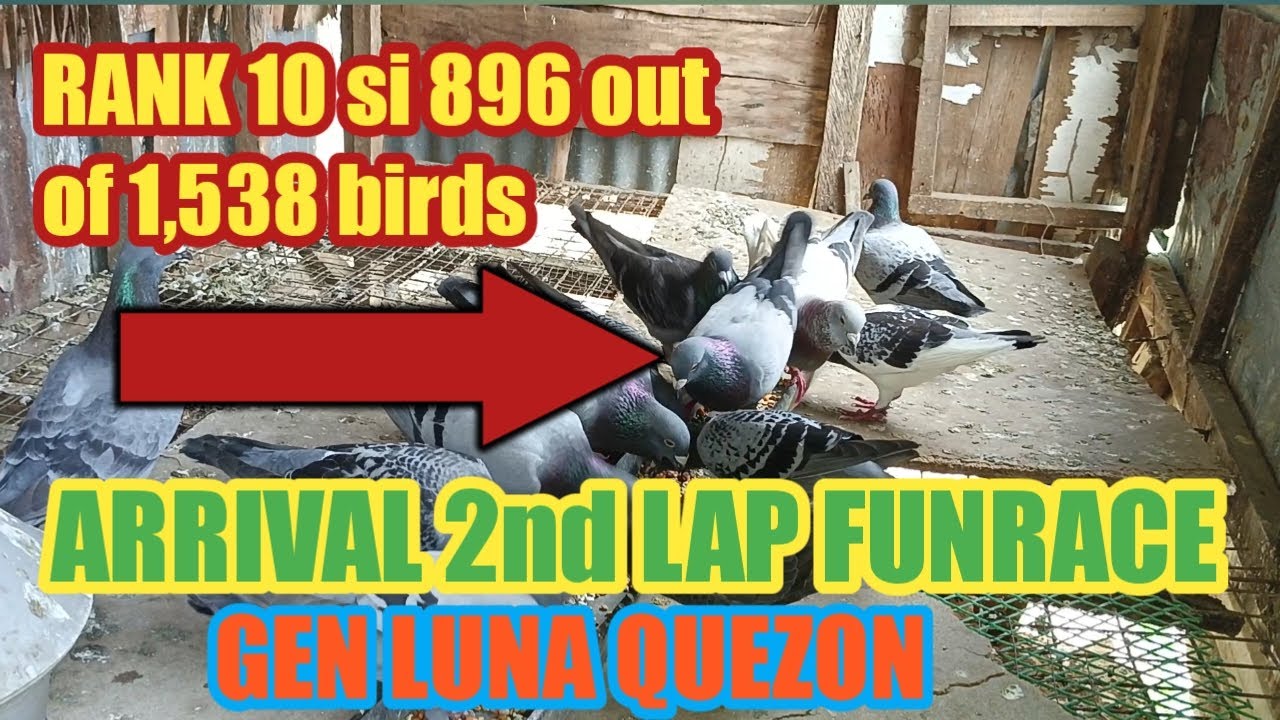 RANK 10 out of 1538 Birds so bless po tayo ngayon kalapatids 2nd LAP ...