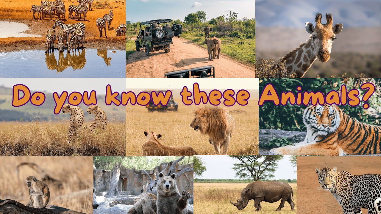 Can You Identify These Animals from Pictures? | Fun Animal Quiz ...