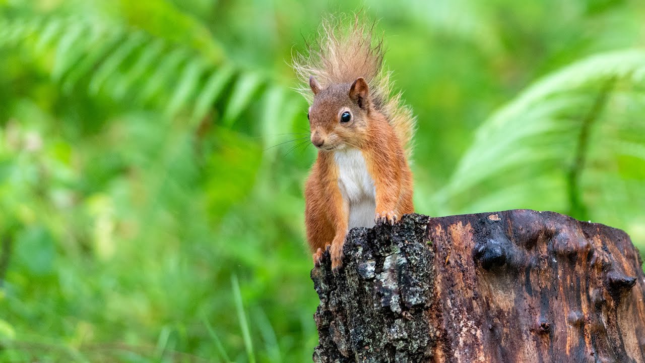 New Red Squirrel Hide - YouTube