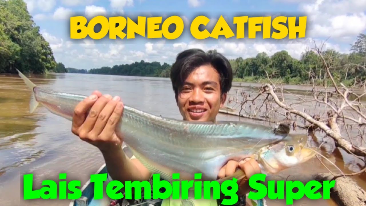 BORNEO CATFISH || MANCING IKAN LAIS TEMBIRING SUPER DI SUNGAI ...