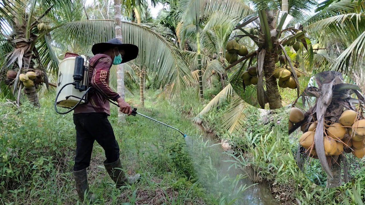 NYEMPROT RUMPUT di Kebun Kelapa pakai semprot uklik - YouTube