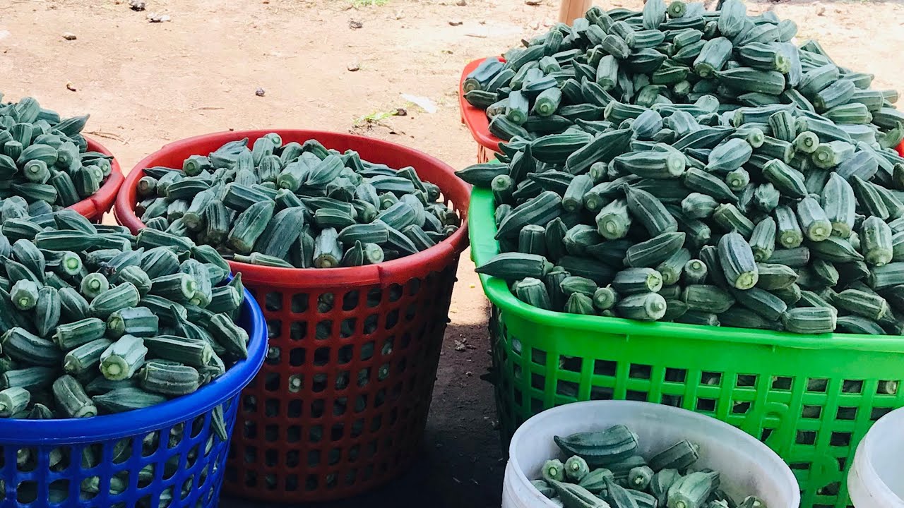 When And How To Extract Your Own Dried Okro seeds - YouTube
