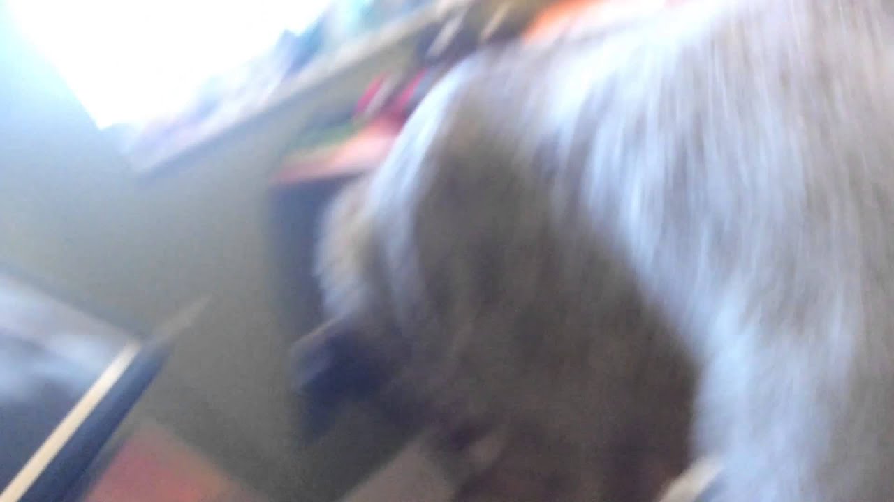 My Intro (ft. Professor Bird) Live #1 - YouTube