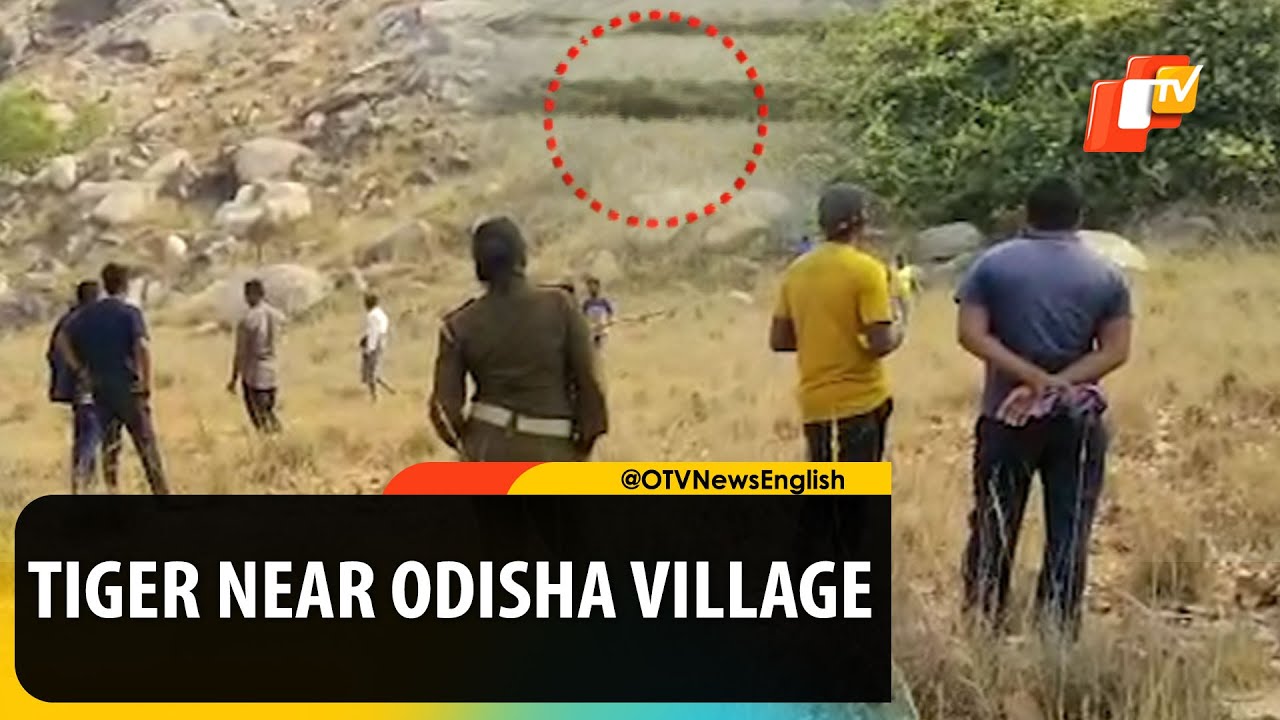 ‘Tiger’ Lurks Near Village In Odisha’s Sundargarh, Caught In Camera ...