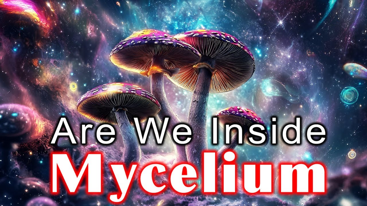 Are We Inside Mycelium? - YouTube