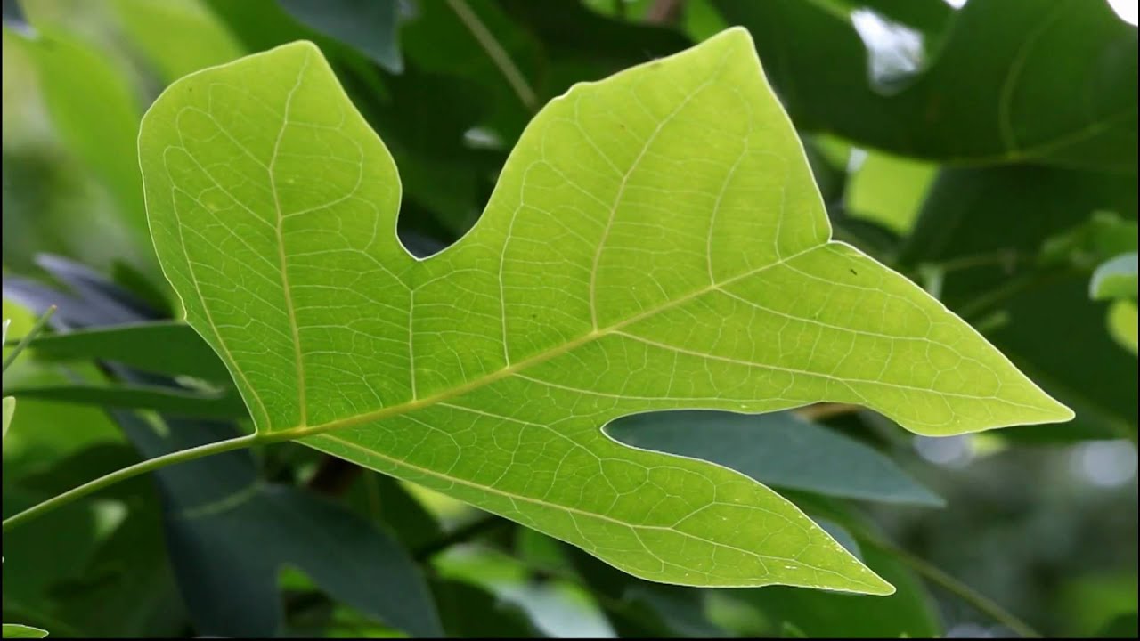 Chinese Tulip Tree - YouTube