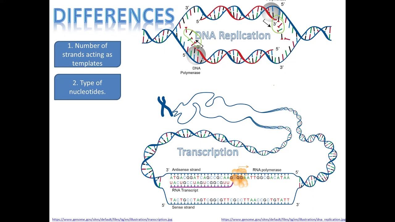 Comparison of similarities and differences between DNA replication and transcription. - YouTube