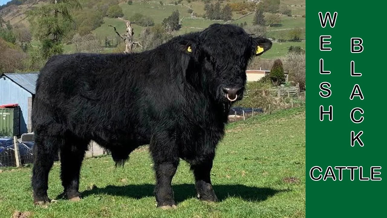 Welsh Black Cattle | All Weather Dual Purpose - YouTube