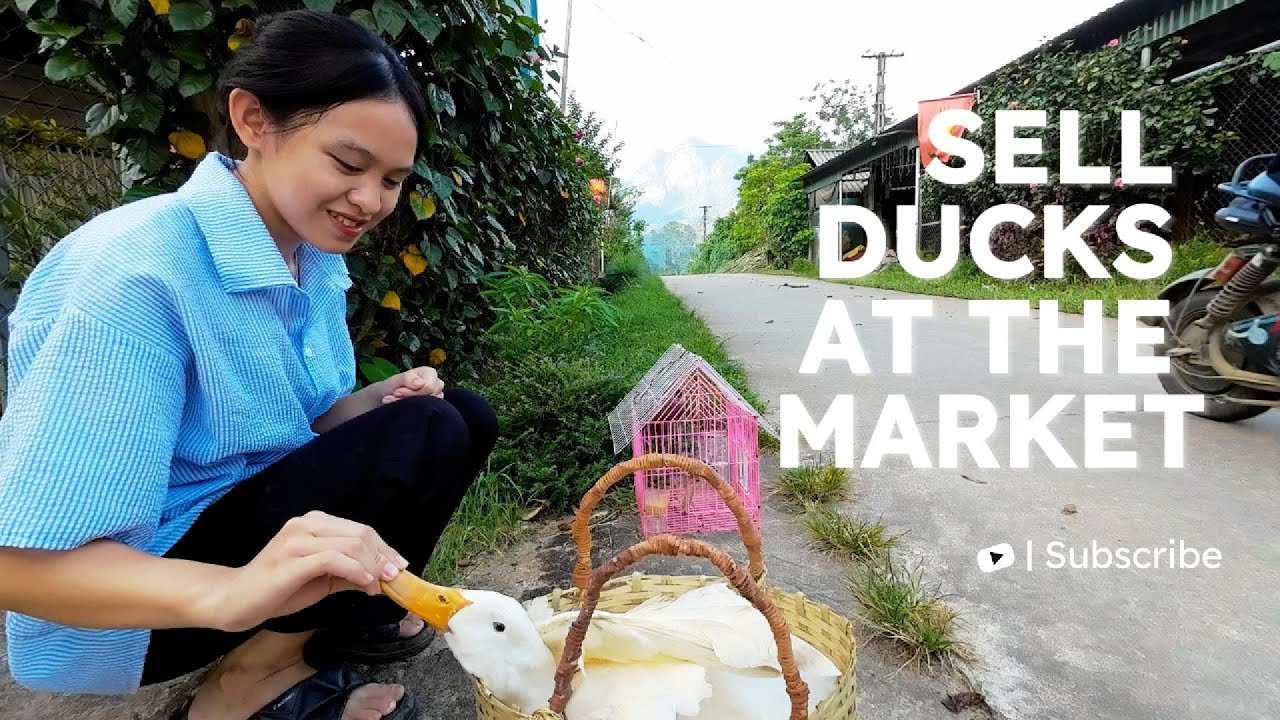 Early in the morning, I catch ducks to sell at the market, then come ...