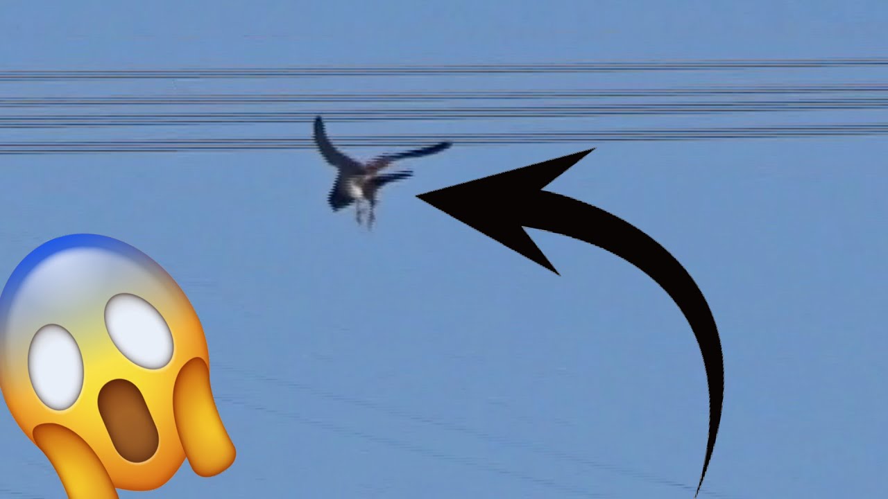 Nankeen Kestrel hovering, then diving for prey! - YouTube