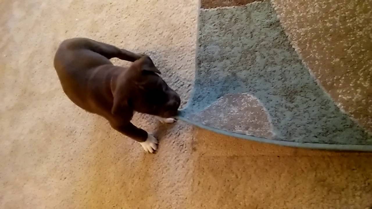 My bad dog - YouTube