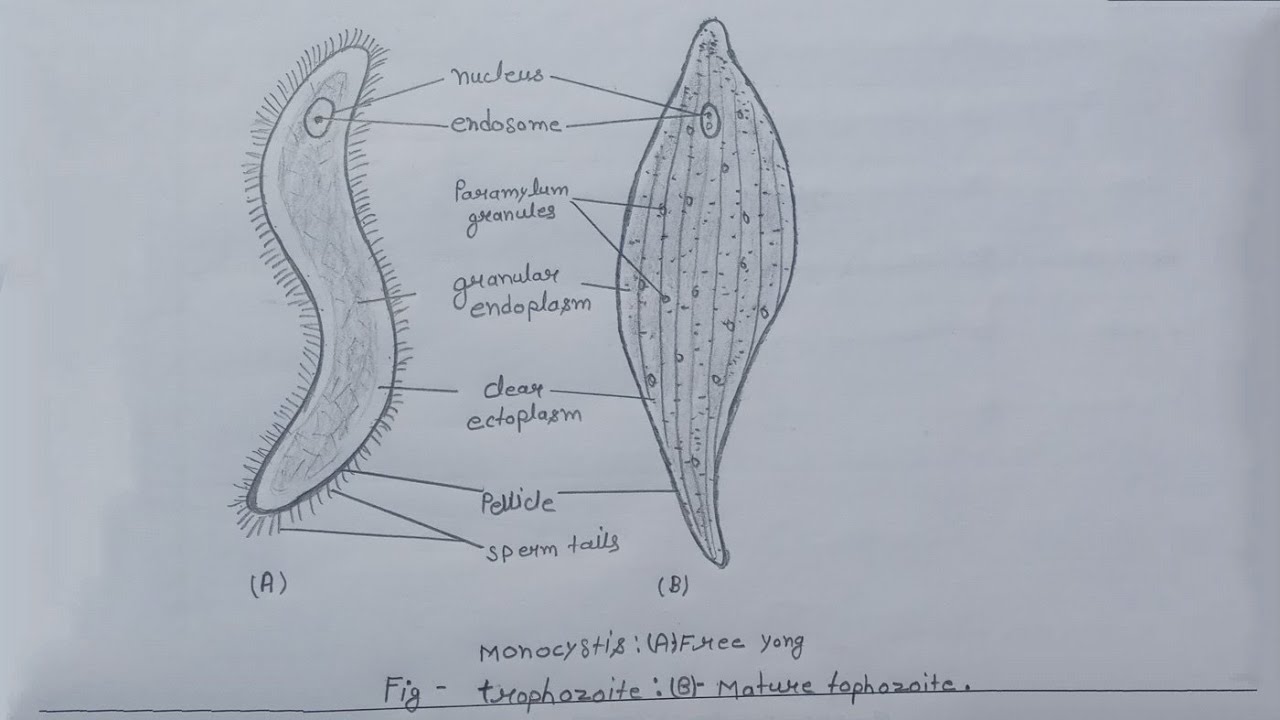 #monocystis : classification of monocystis | comment of monocystis ...