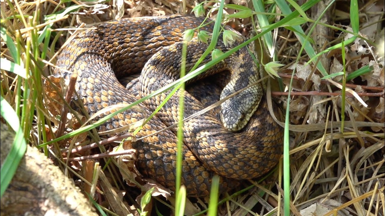 Adder / viper snake close-up - YouTube