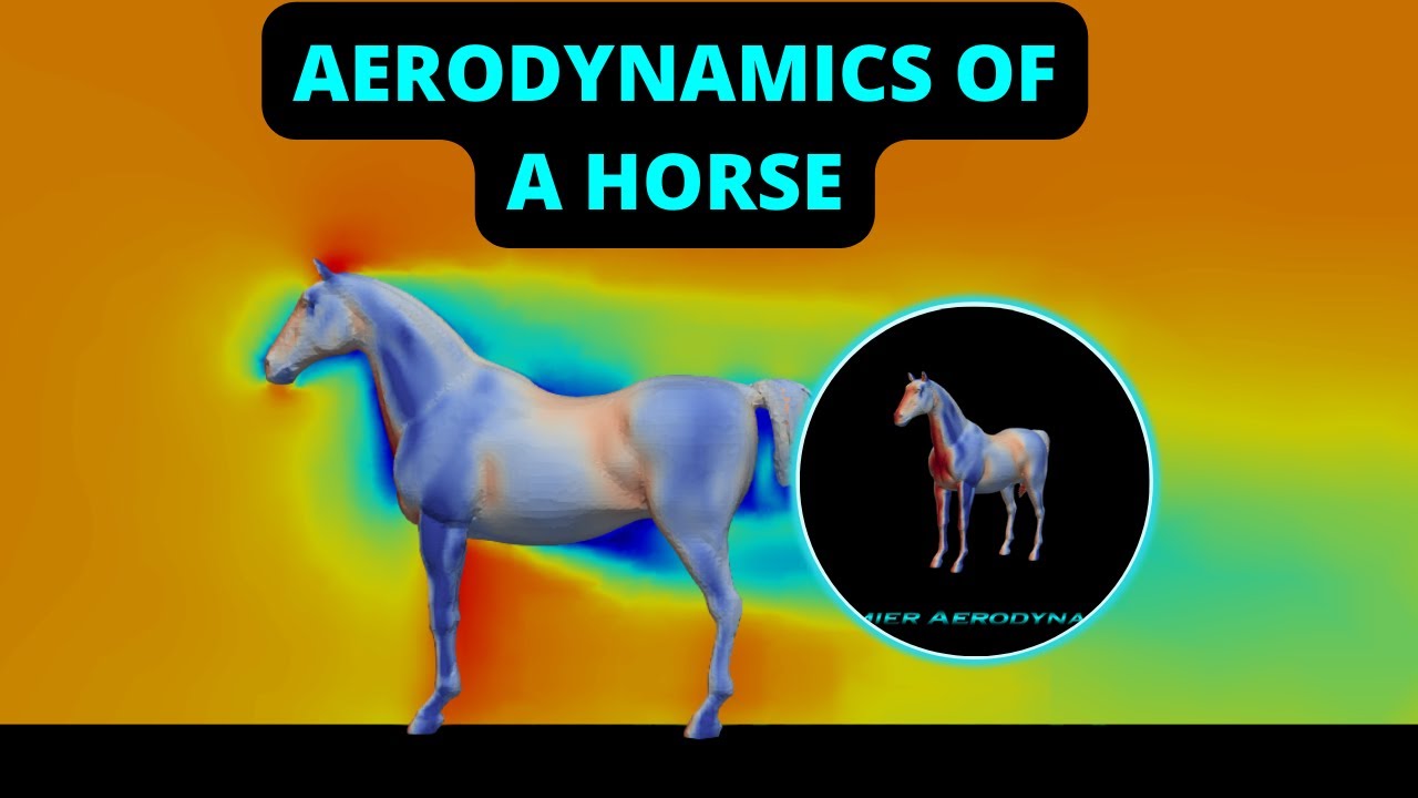 Interesting Aerodynamics of a HORSE! - YouTube