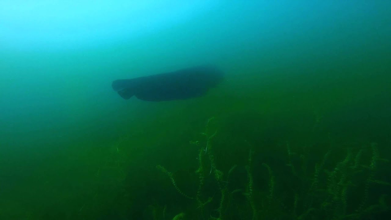 2m langer Wels am Pichlingersee - YouTube