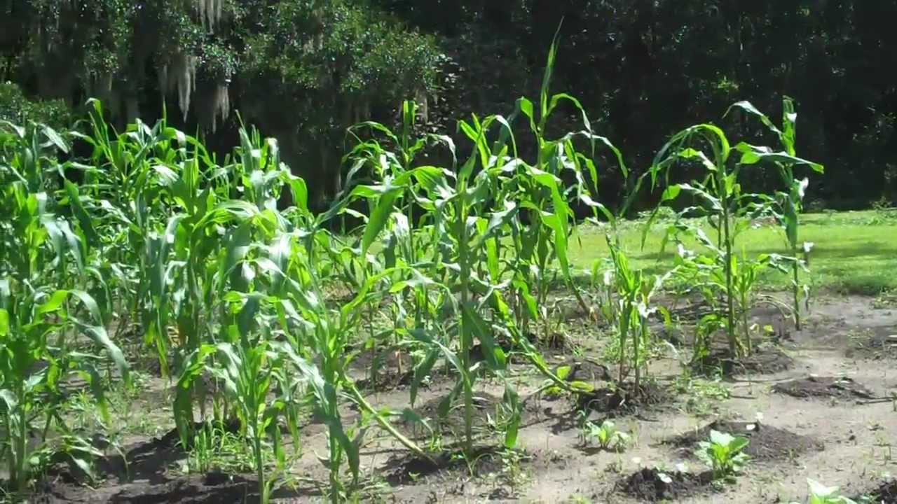 American Latino Heritage Fund Rdtrp MSL Apalachee Gold Food Crop - YouTube
