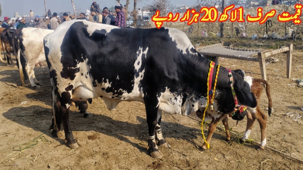Today Gondal Mandi Milky Cows Latest Rate update on Gondal Mandi!# ...