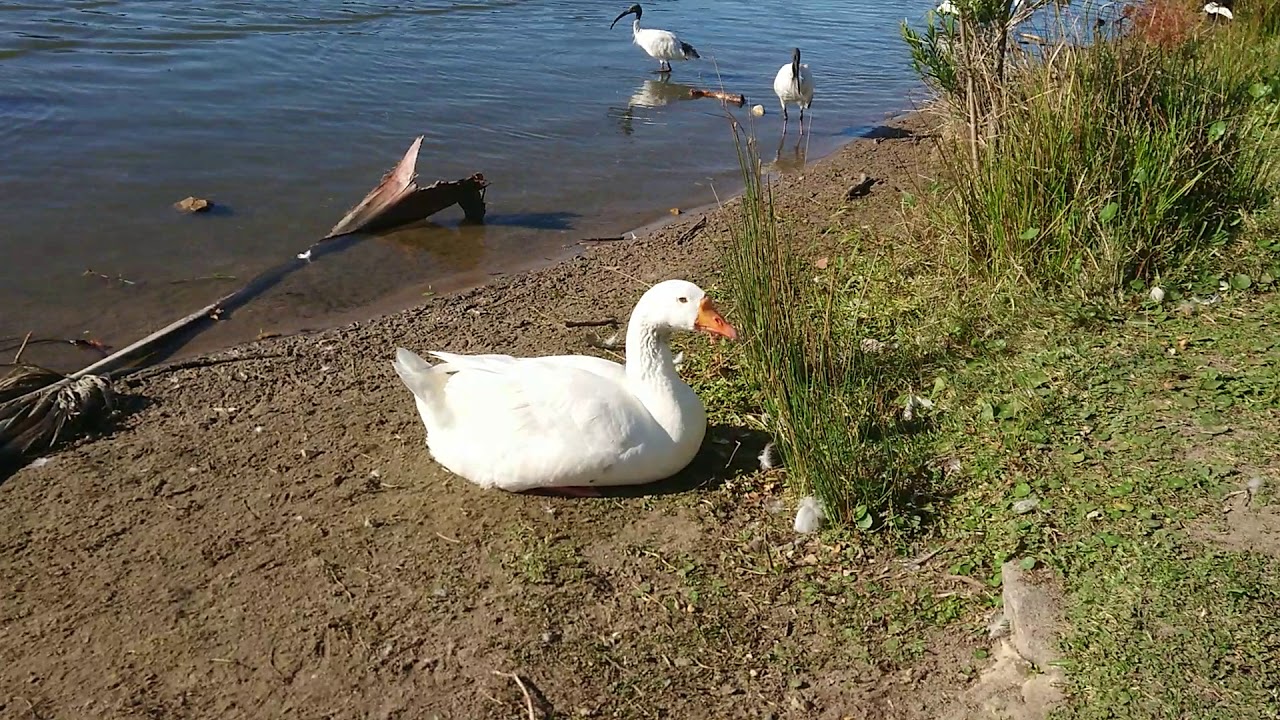 Fat geese (and some black swans) in Centennial Park, Sydney, Australia ...