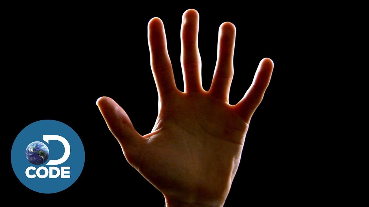 Can You Regrow Severed Limbs like a Salamander? - YouTube