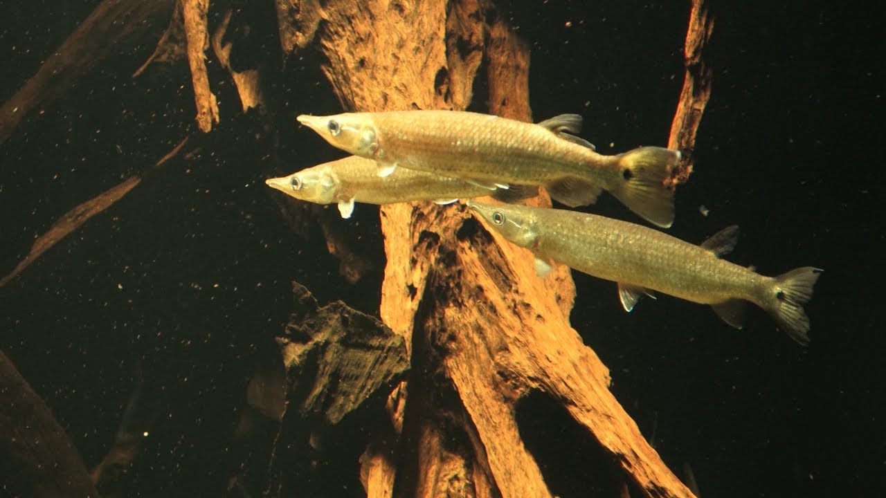 Fische des Orinoko Zoo Aquarium Berlin 2018 4K - YouTube