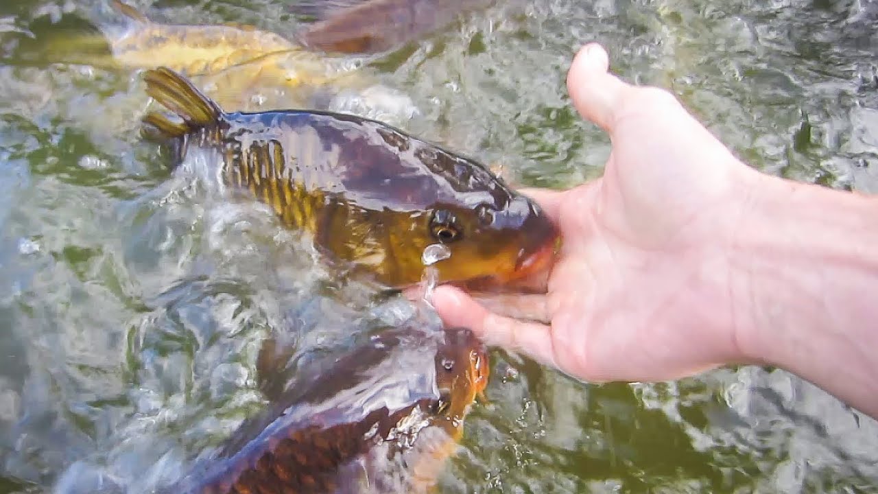 WORLD'S TAMEST FISH - YouTube