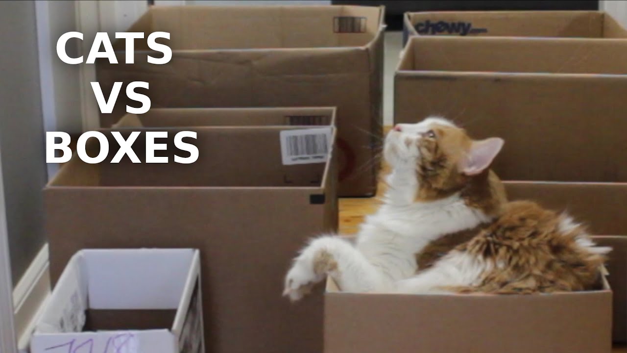 CATS vs BOXES - Cataloupe - Watch as the cats play in boxes - YouTube
