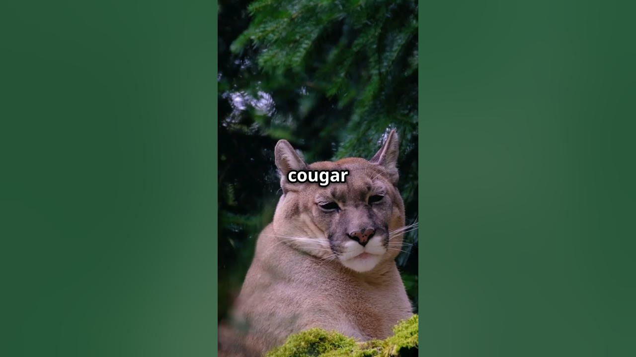 Oregon Zoo Welcomes Orphaned Cougar Cubs - YouTube
