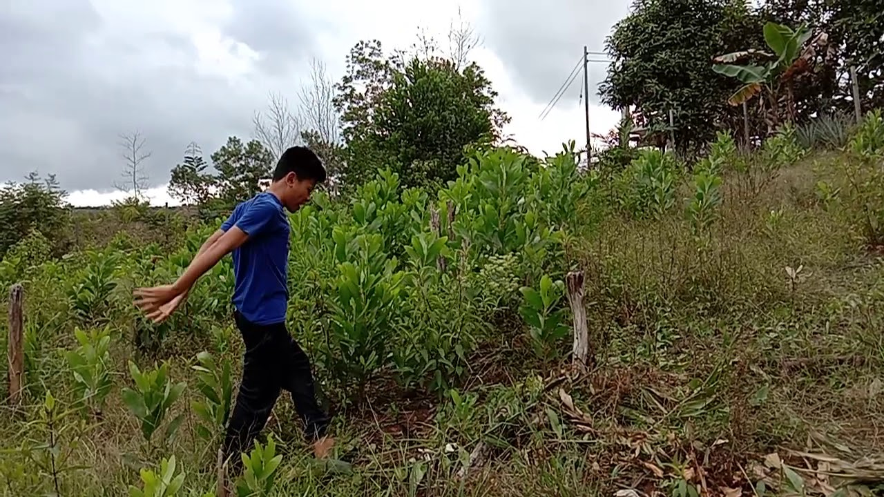 Mencabut rumput - YouTube