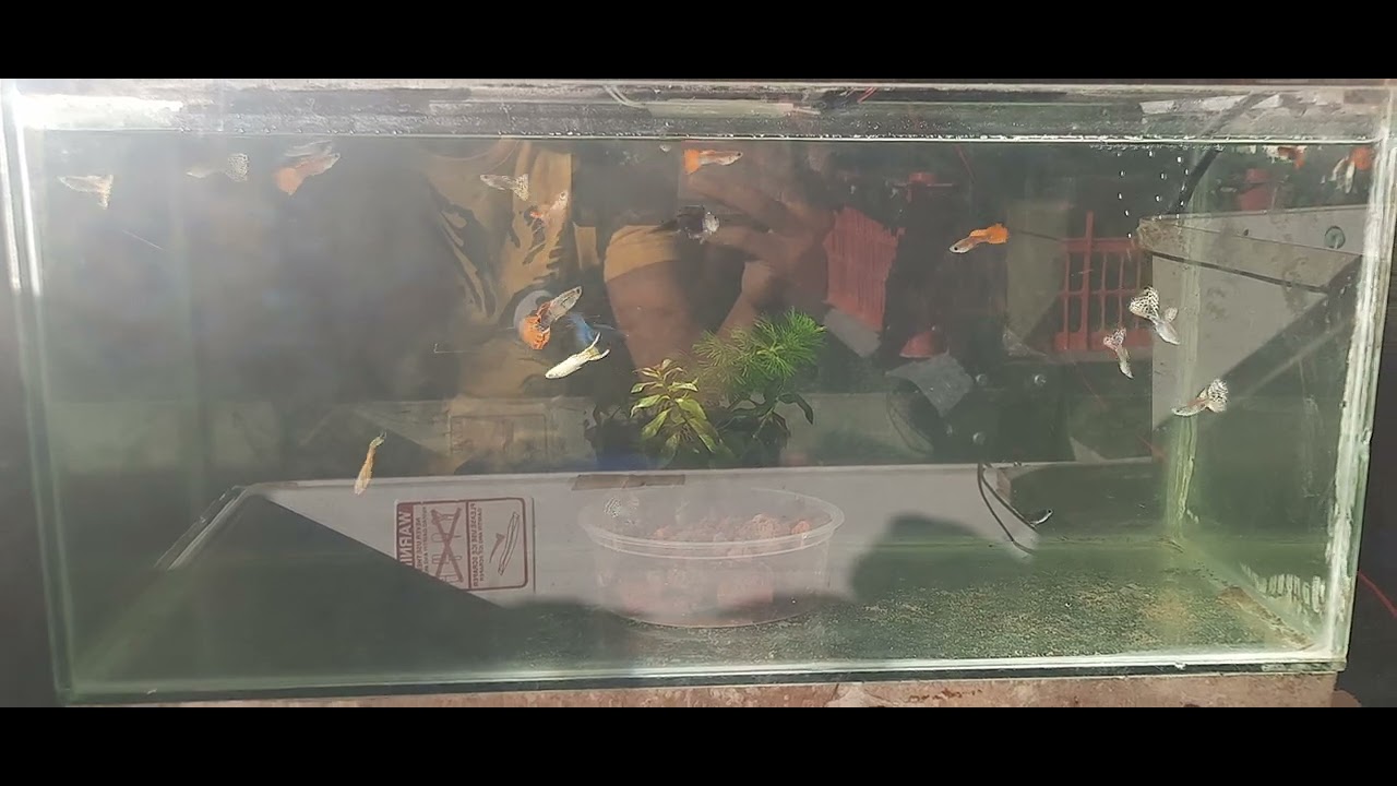 Guppy Cull - YouTube
