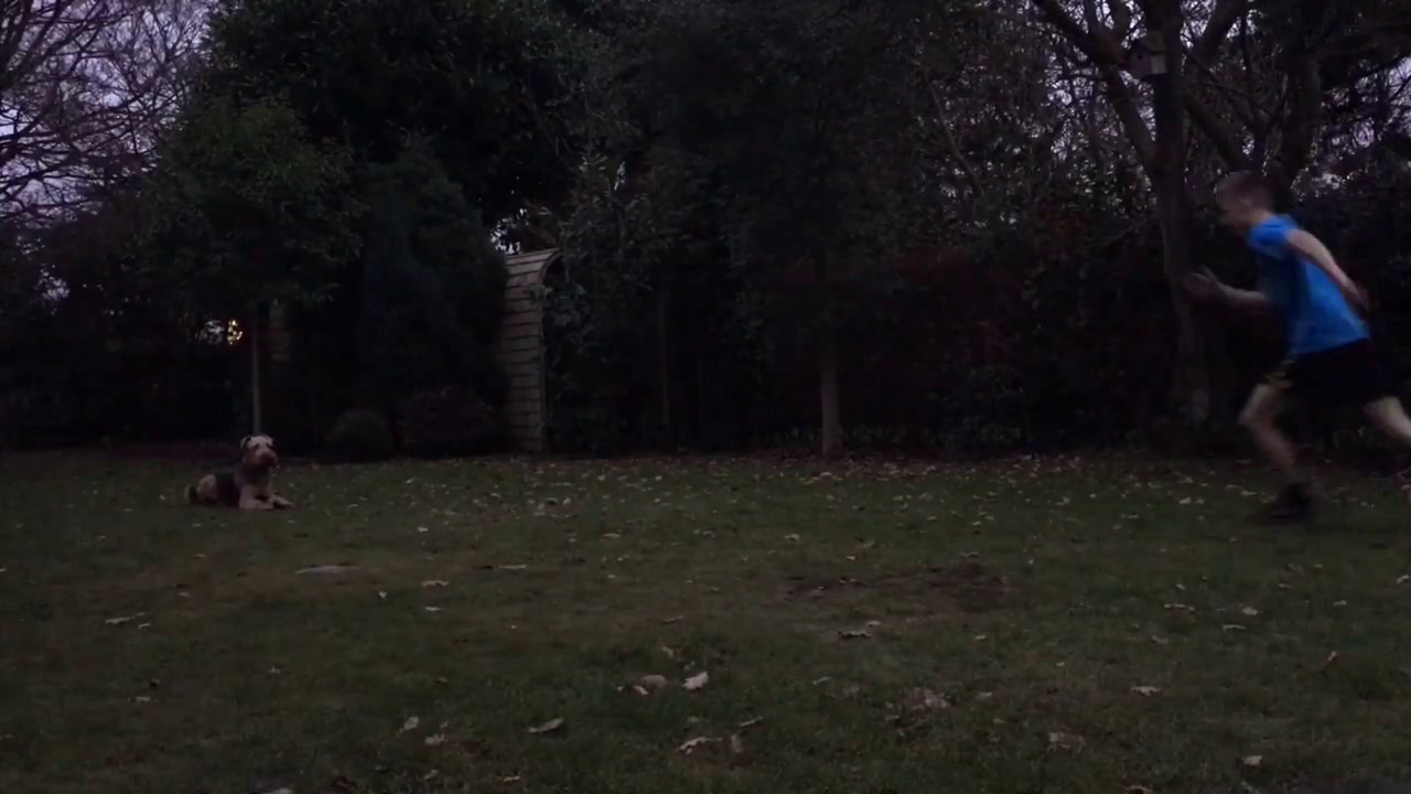Blue kid backflip fail dog watch - YouTube