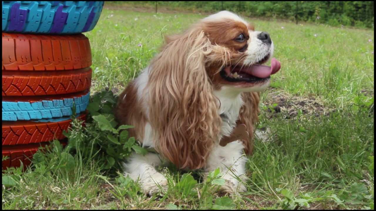 Vicki's Little Rascals- Dog Walking Rascal Ranch! - YouTube