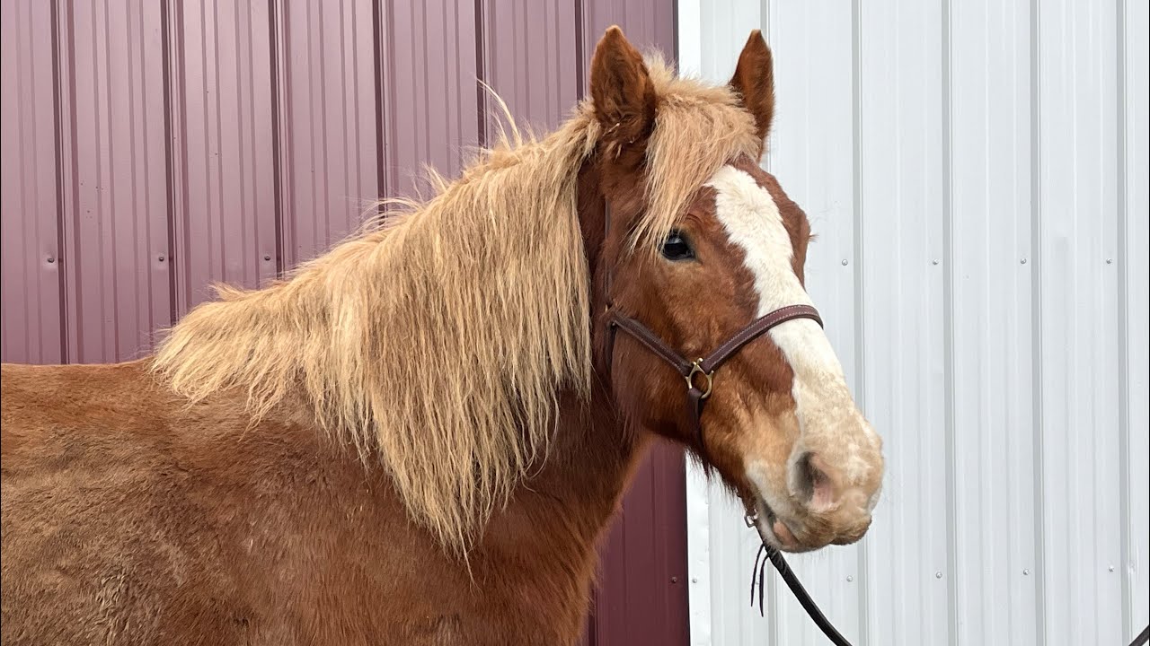 Elle draft mare - YouTube