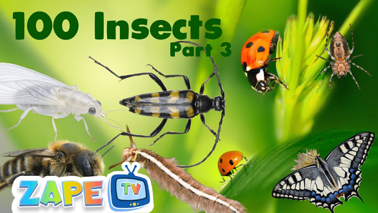 Bugs That Crawl and Fly-Part 3 | Insects Song | Learning Science ...